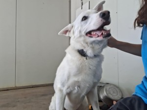 ZEPHIR CROISE BORDER COLLIE