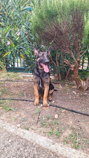Cola BERGER ALLEMAND / MALINOIS